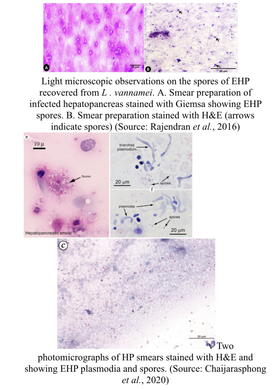 บทบาทของเชื้อ EHP ต่อการเกิดโรคขี้ขาว - บริษัท ไอ.ที.พี. ฟาร์มาร์แลป จำกัด